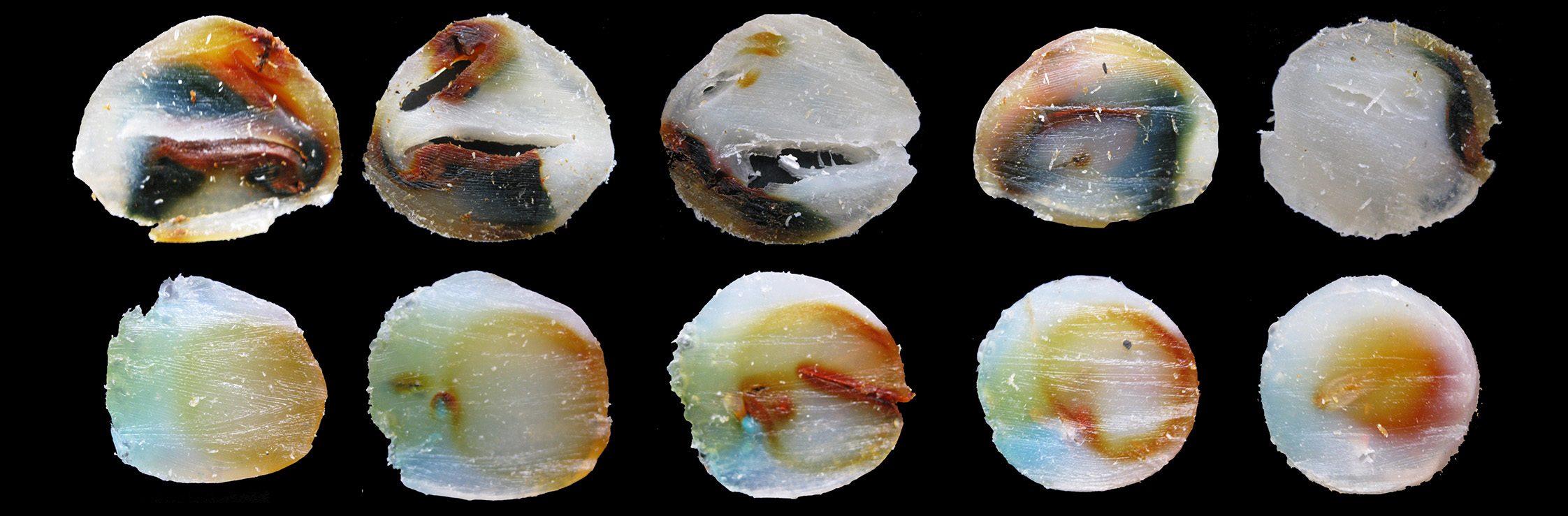 AA School of Architecture Projects Review 2012 - DRL Phase 1 - Spores